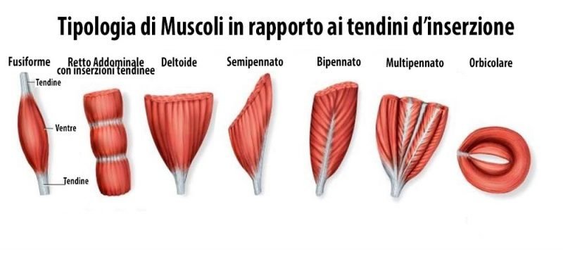 La Scienza. Miniera D’Oro per un Allenatore di Calcio – toba60